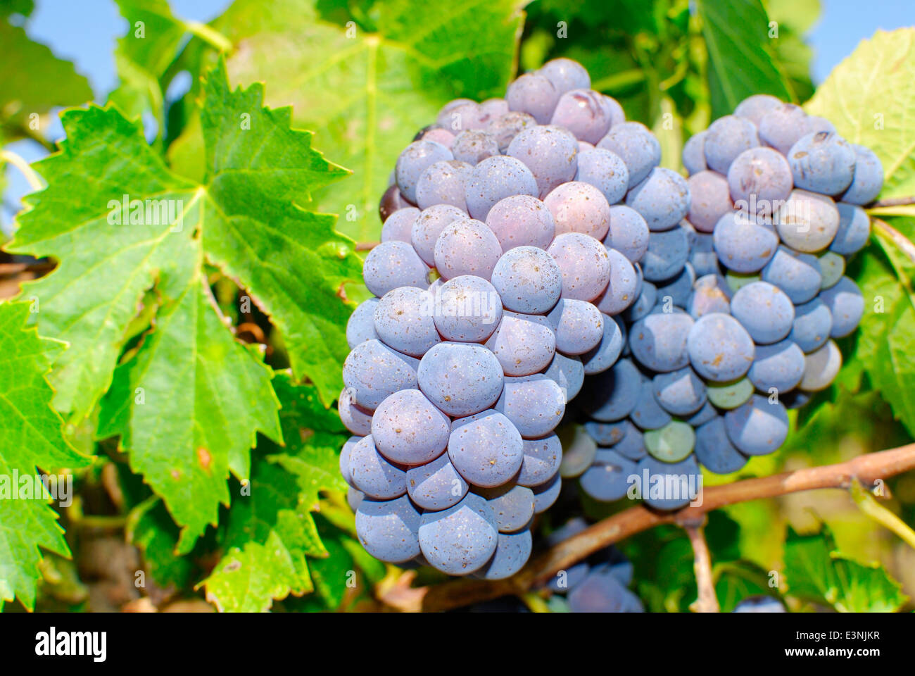 Grapes in a vineyard in Italy Stock Photo - Alamy