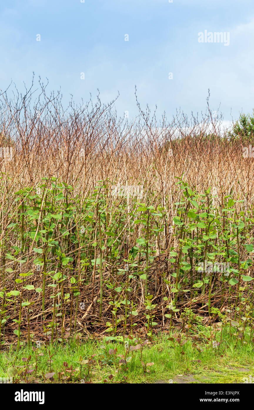 JAPANESE KNOTWEED GROWING IN SPRING THROUGH LAST YEARS STEMS NEAR RIVER ...