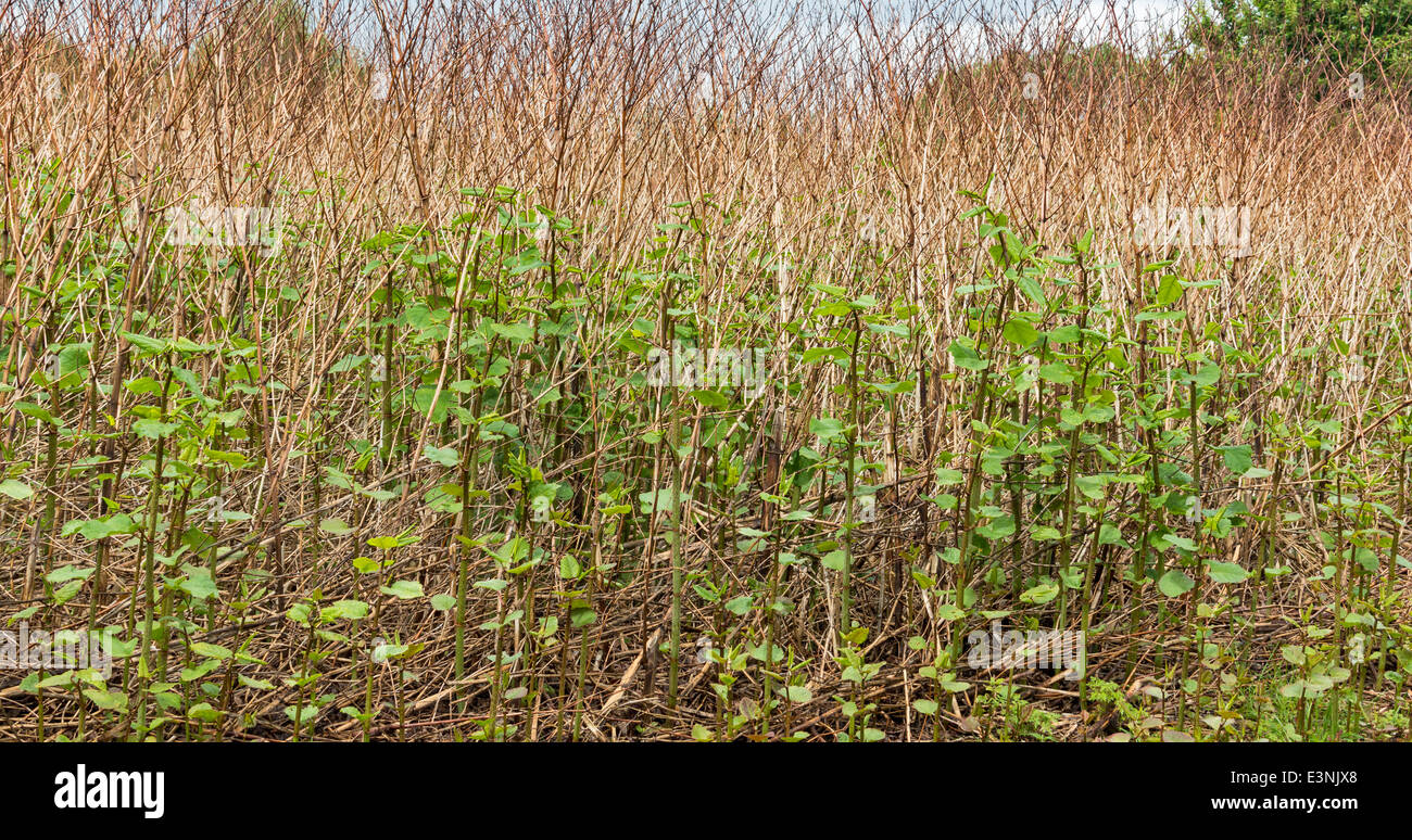 JAPANESE KNOTWEED IN SPRING GROWING THROUGH LAST YEARS STEMS RIVER ...