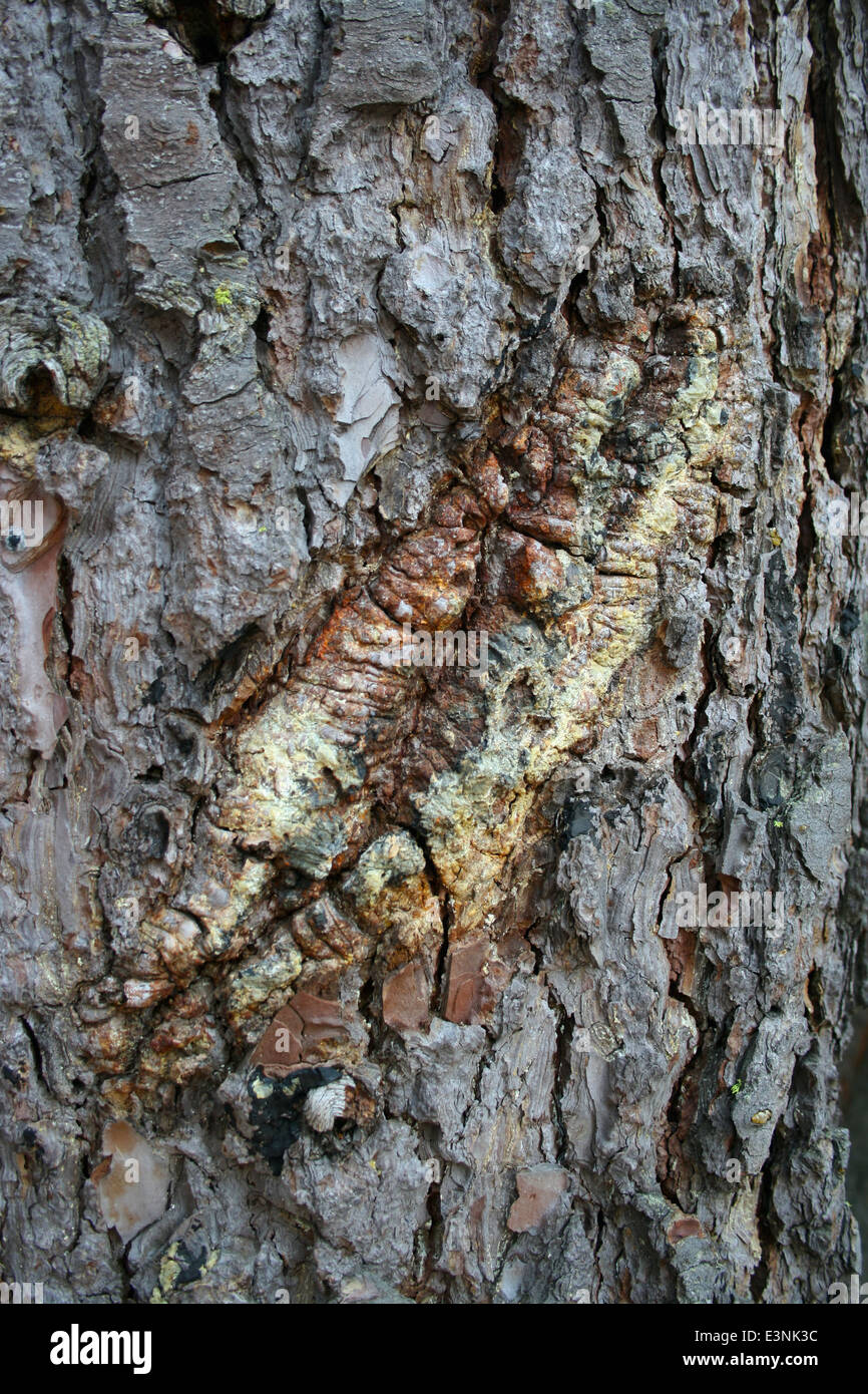 Rinde High Resolution Stock Photography and Images - Alamy