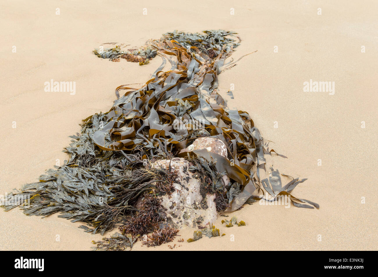 Botanical beach food hi-res stock photography and images - Alamy