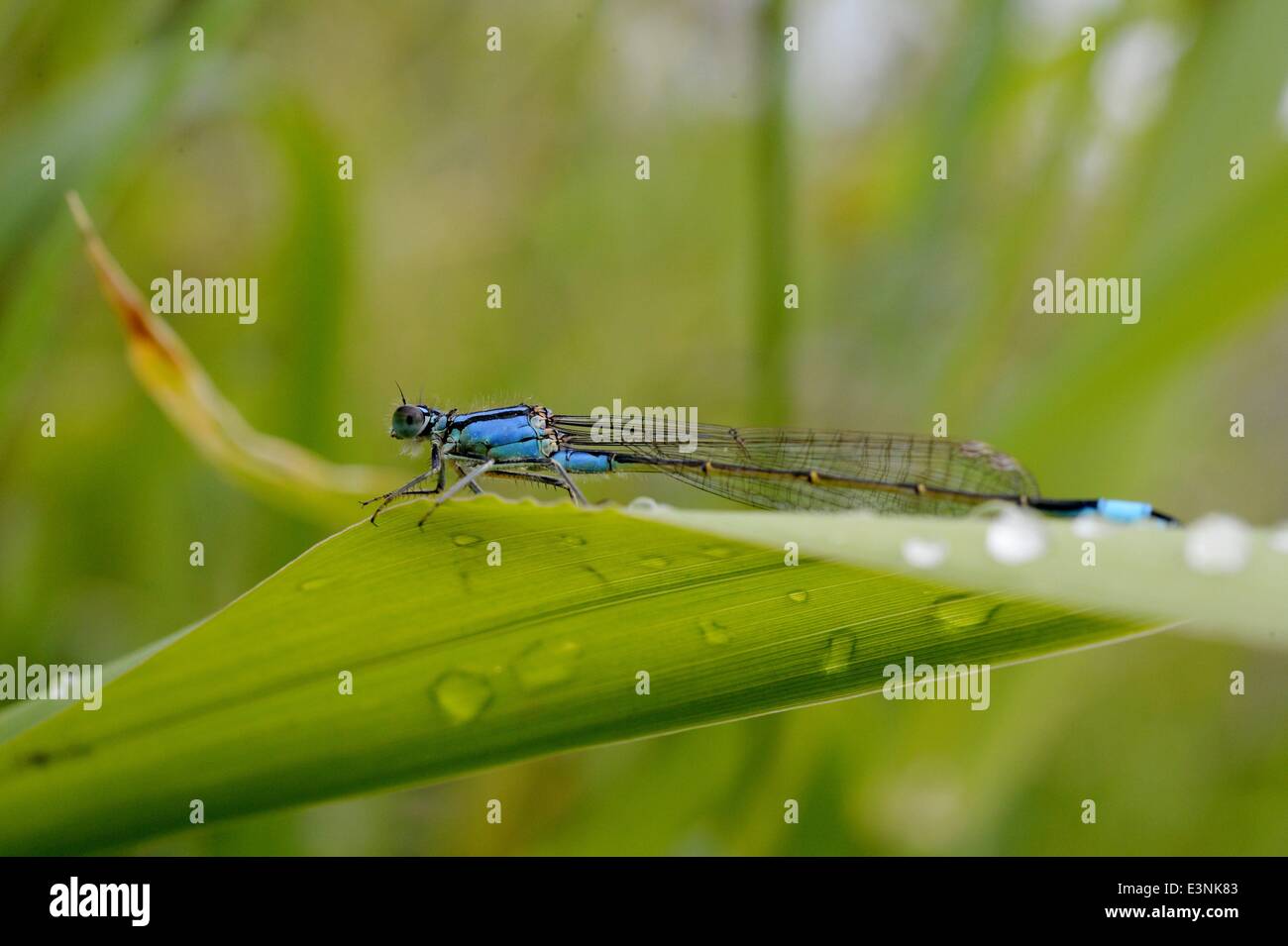 Dragonfly on grass, Germany, 24. June 2014. Photo: Frank May Stock ...