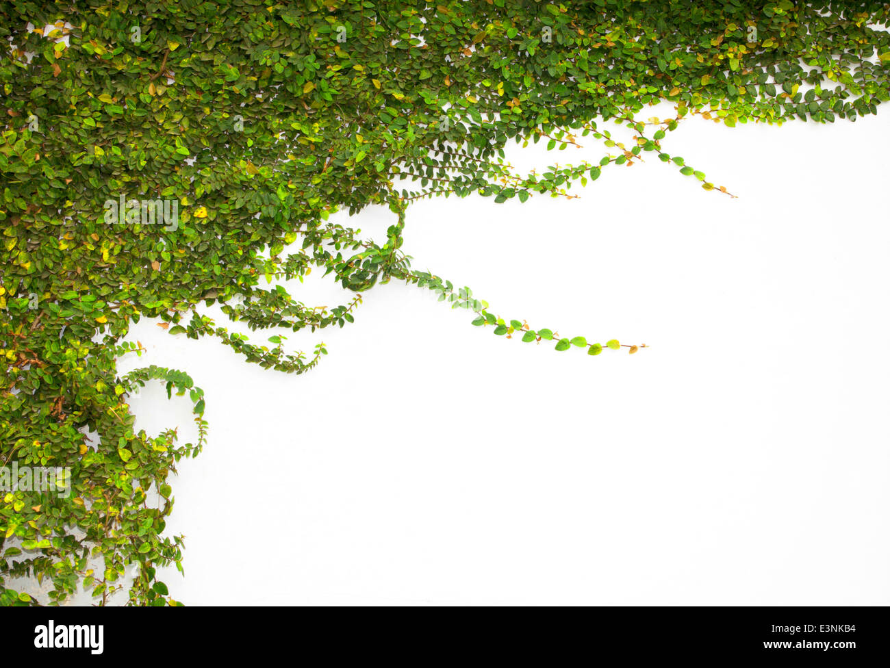 Creeper architecture park wall hi-res stock photography and images - Alamy