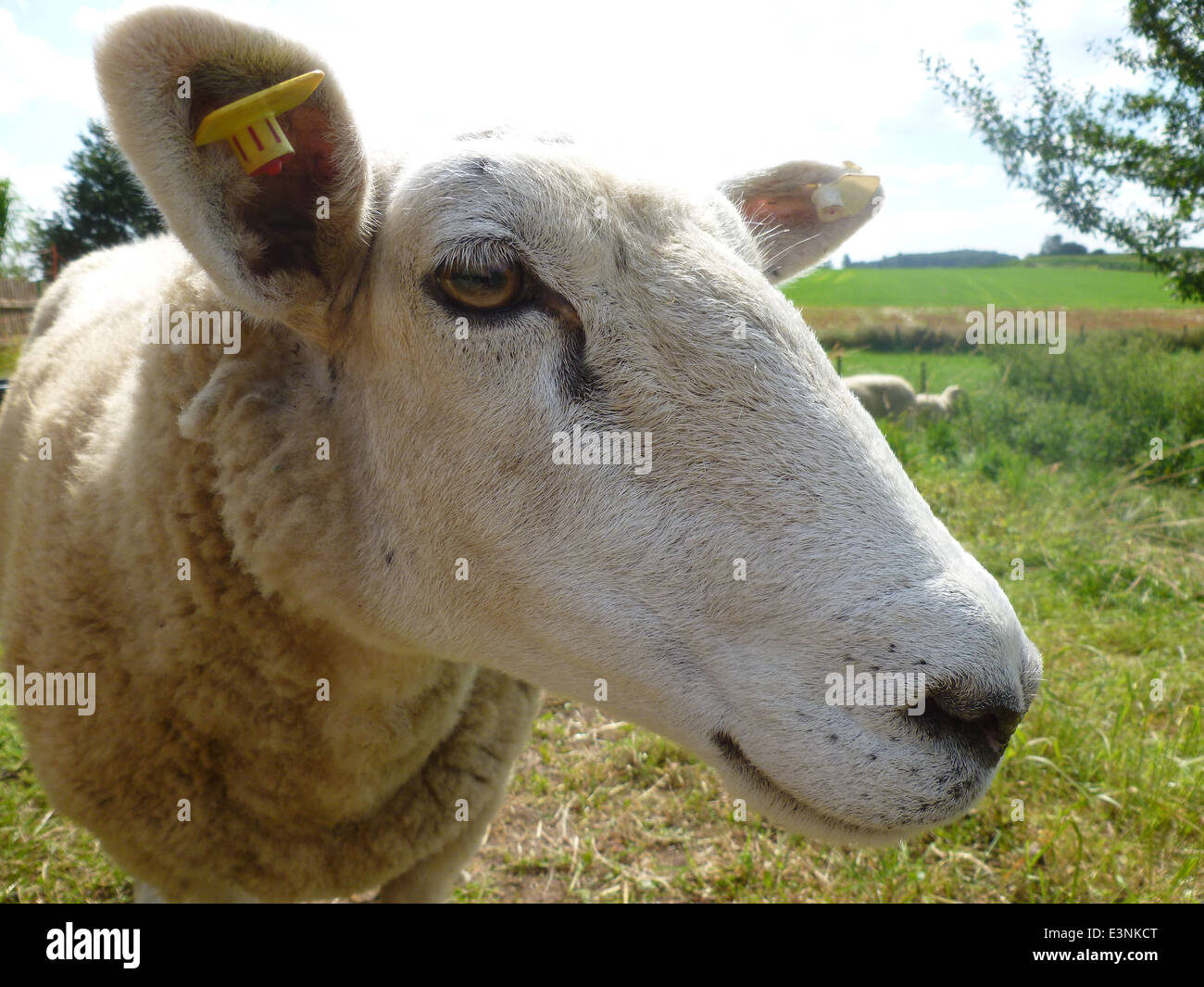 Profil sheep hi-res stock photography and images - Alamy