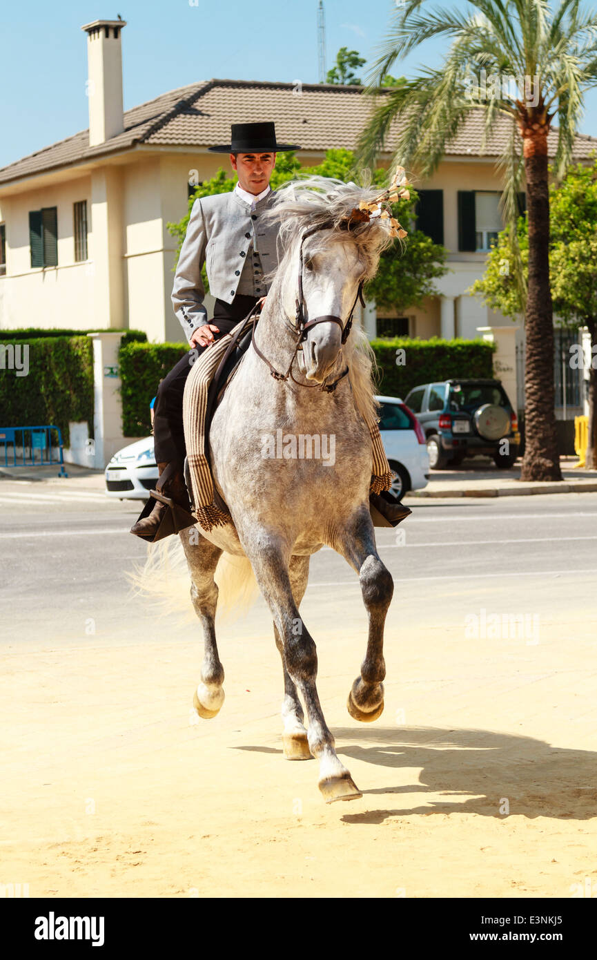 Male rider decked out in flat-topped hat on his horse prancing and ...