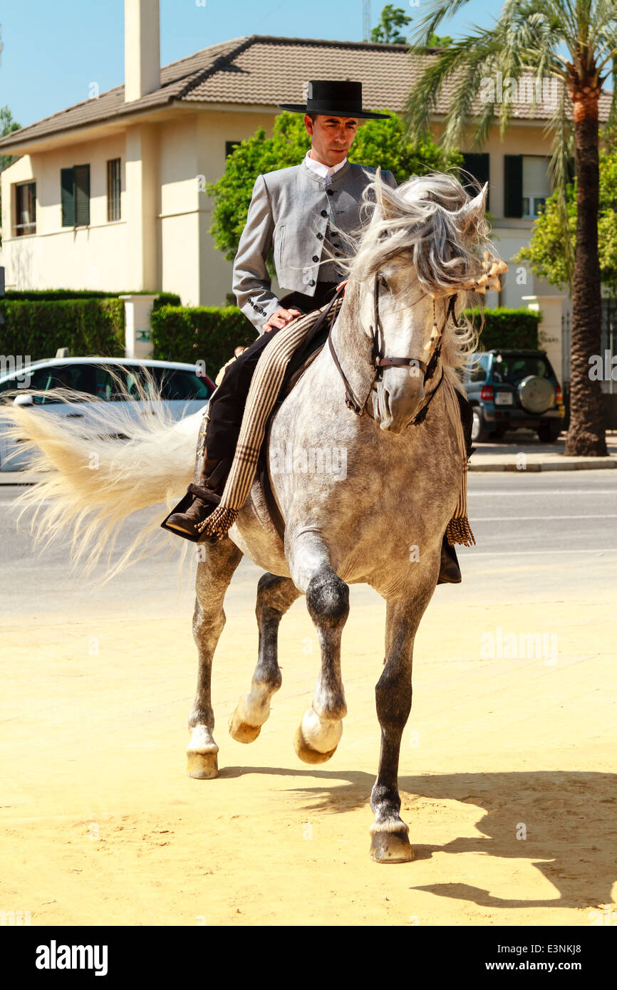 Male rider decked out in flat-topped hat on his horse prancing and ...