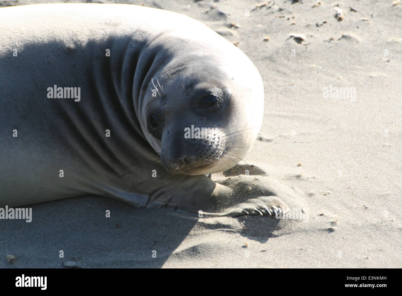 See Elefant am Strand Stock Photo - Alamy