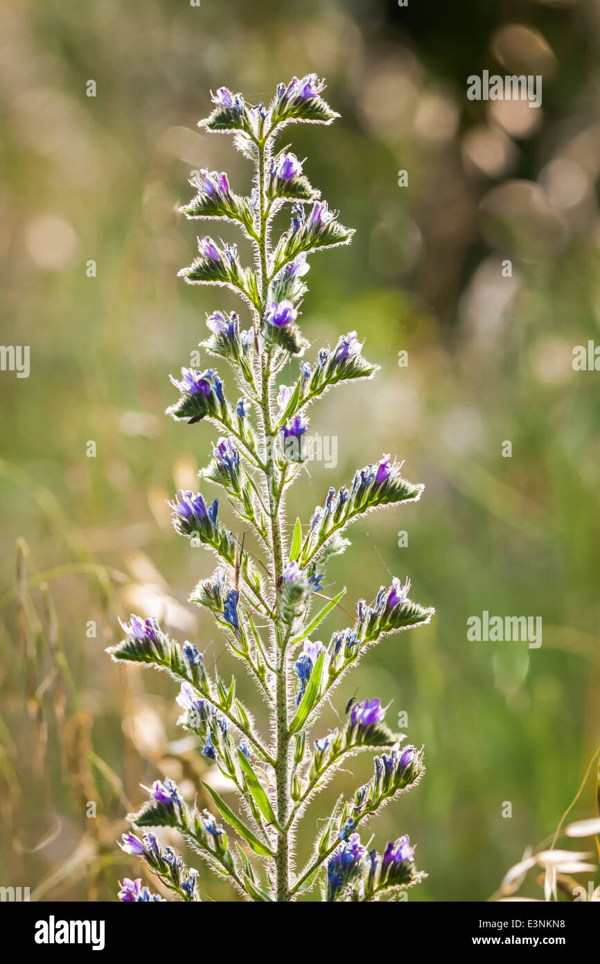 Borage family hi-res stock photography and images - Alamy