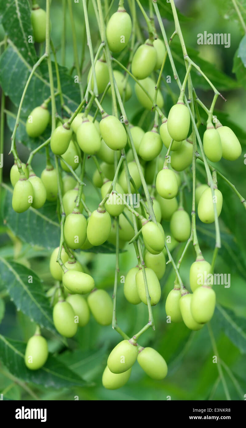 Close up of Medicinal neem fruits Stock Photo - Alamy