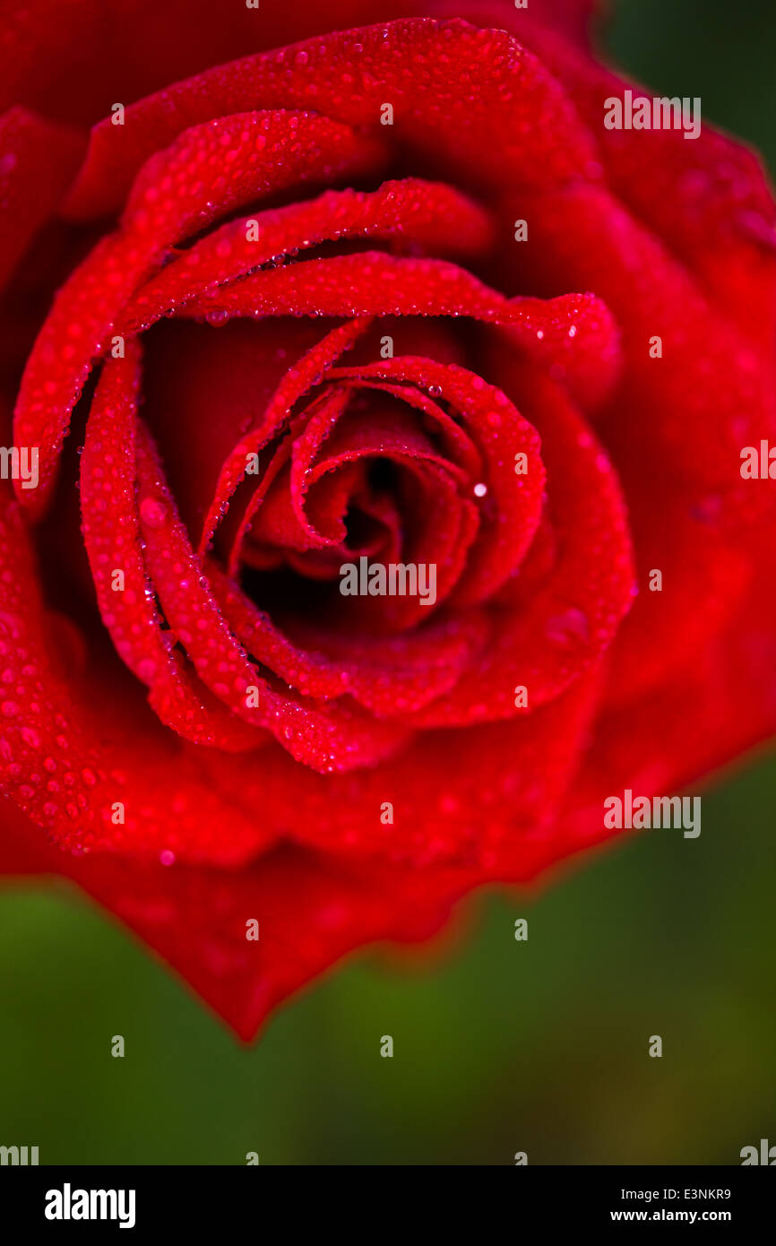 Blooming roses in small rose garden Stock Photo - Alamy