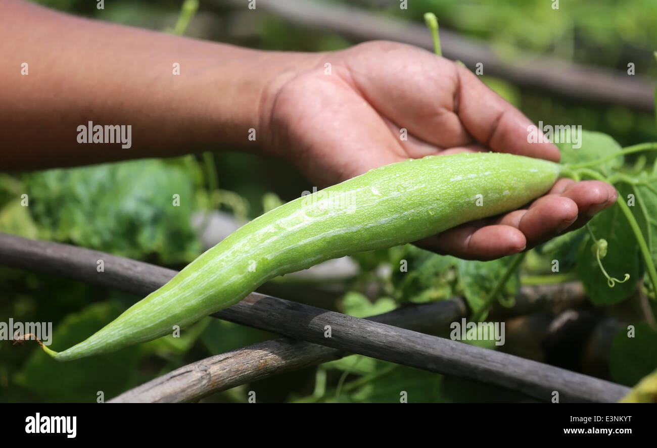 Snake gourds in vegetable garden Stock Photo - Alamy