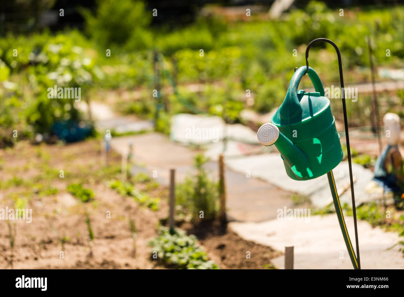 Small community vegetable garden in urban area Stock Photo - Alamy
