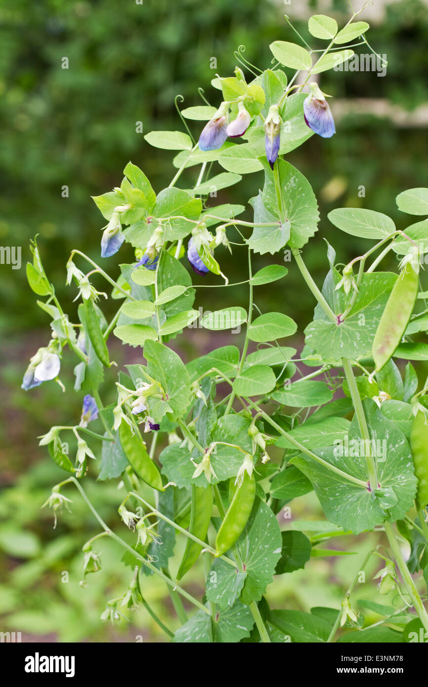 Green Peas Plant Images