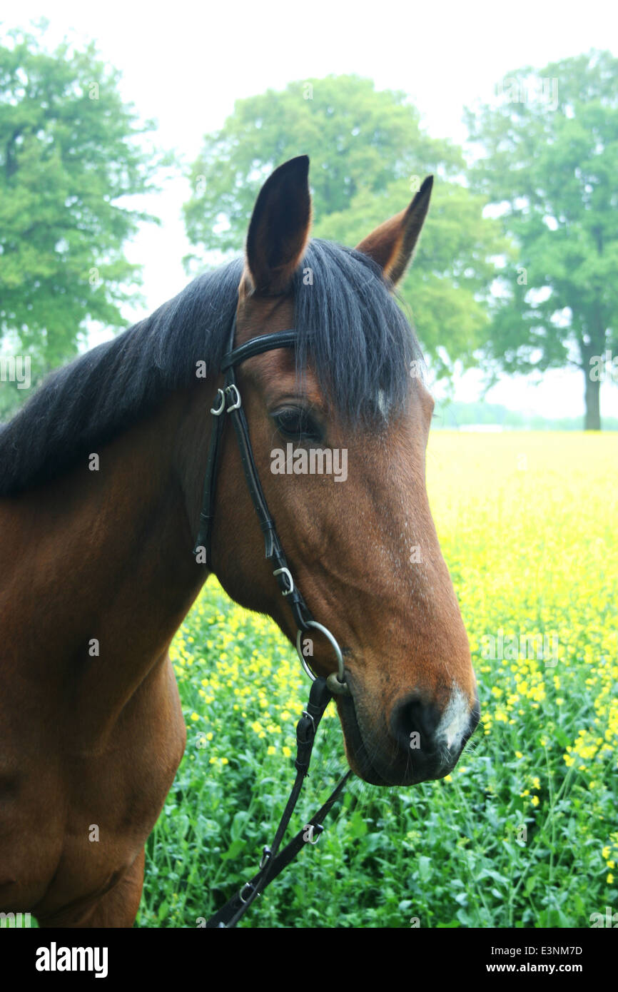 Trakener hi-res stock photography and images - Alamy
