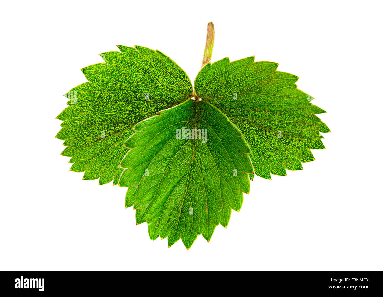 Strawberry leaf isolated on white Stock Photo - Alamy