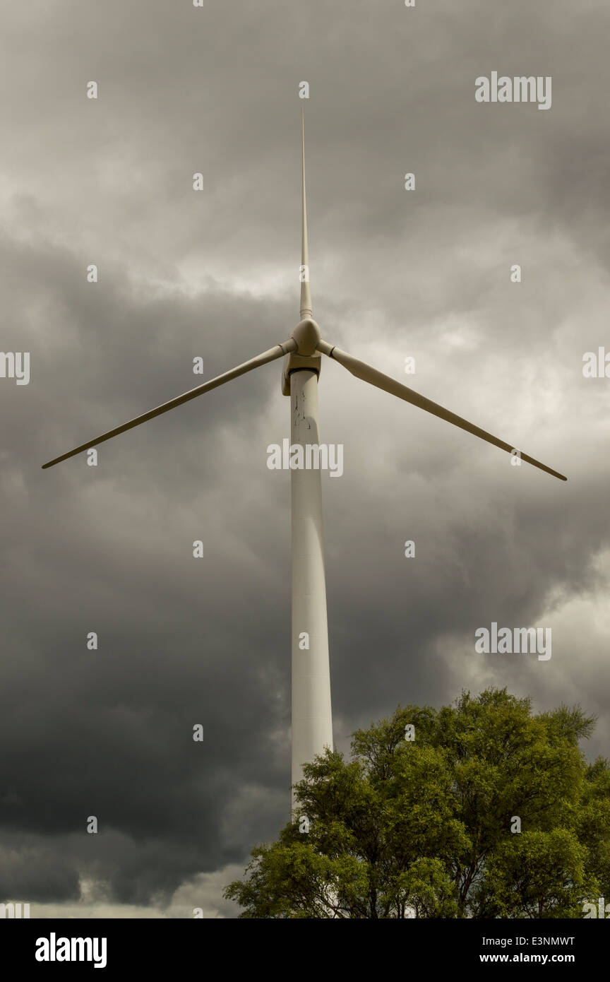 Wind blown tree hi-res stock photography and images - Alamy