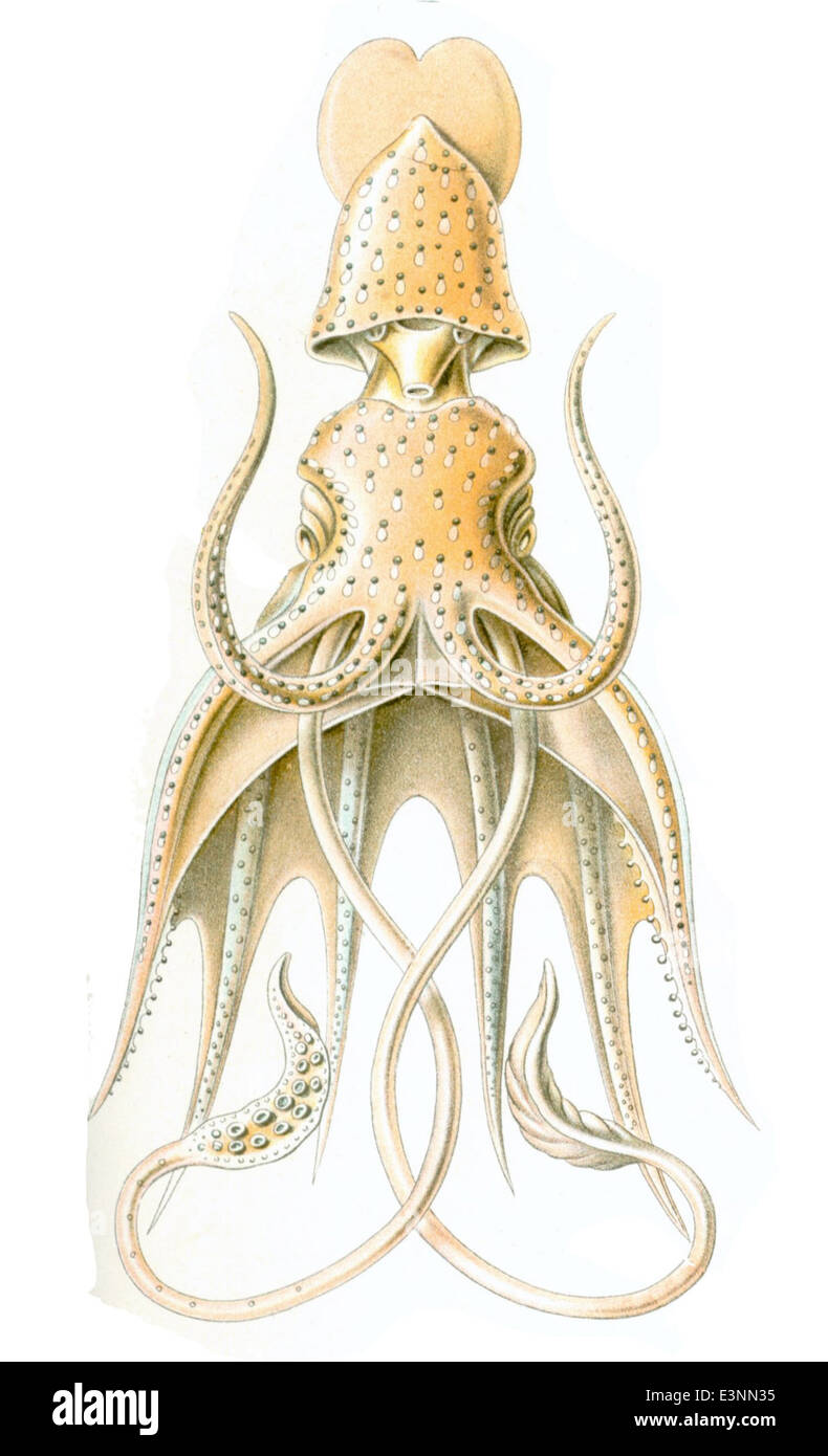 Armhook squid hi-res stock photography and images - Alamy