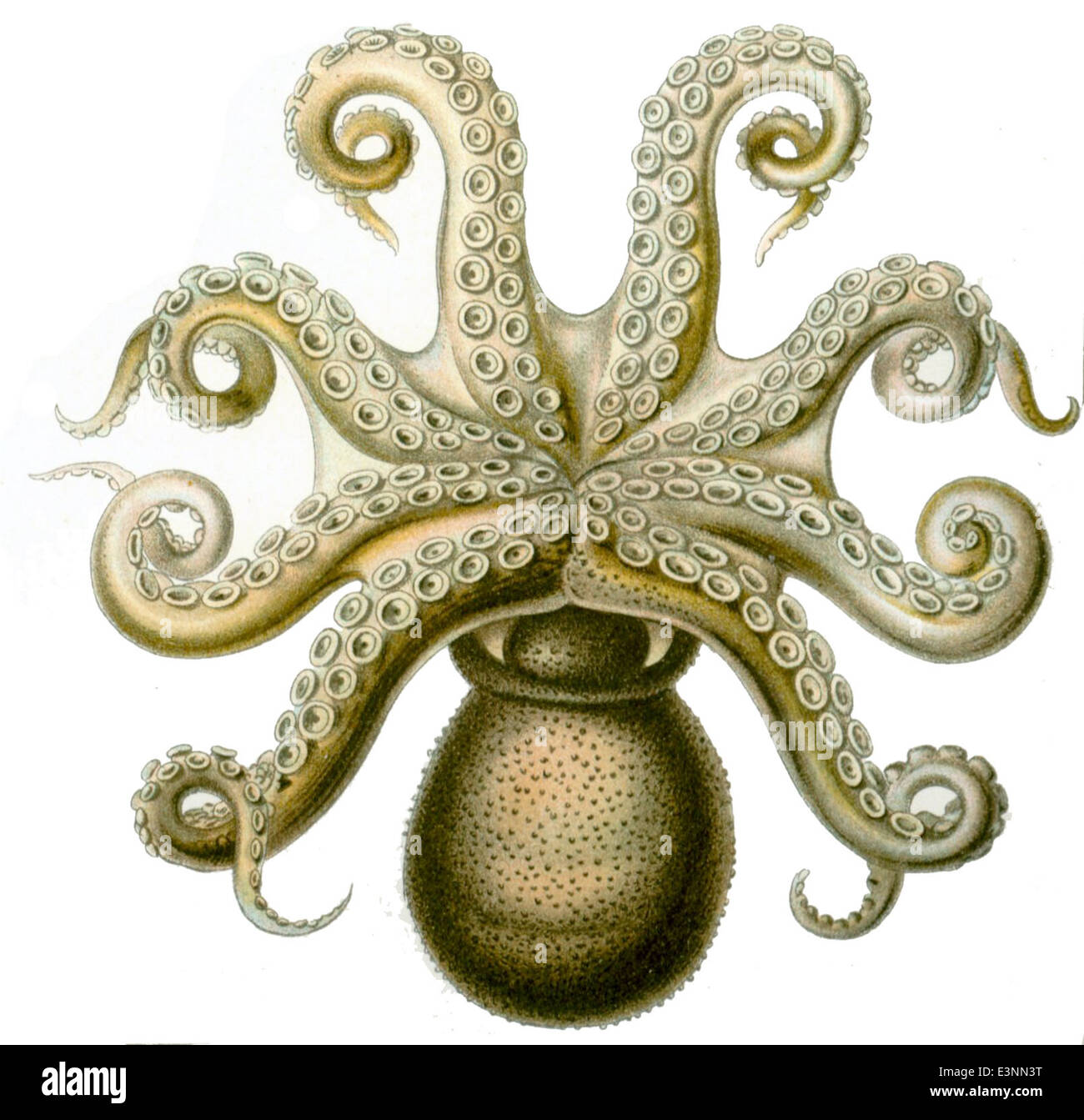 Octopus vulgaris common in hi-res stock photography and images - Alamy