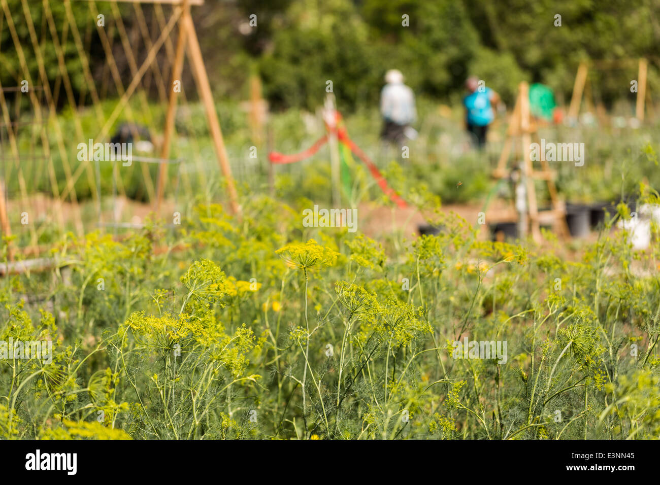 Small community vegetable garden in urban area Stock Photo - Alamy