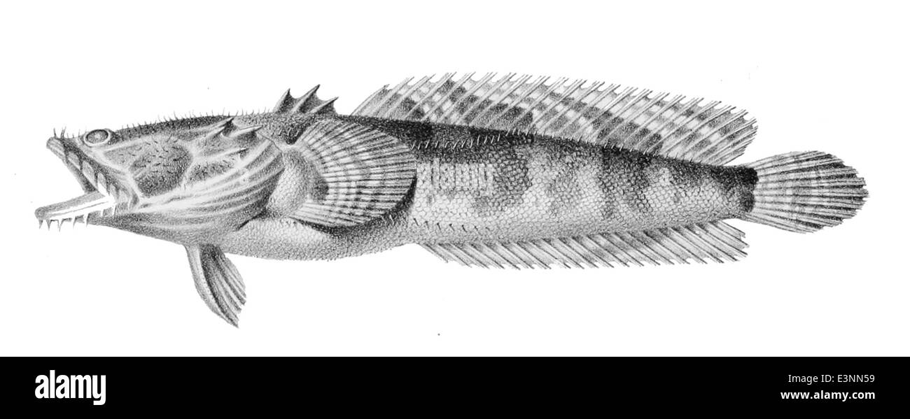 Batrachoides hi-res stock photography and images - Alamy