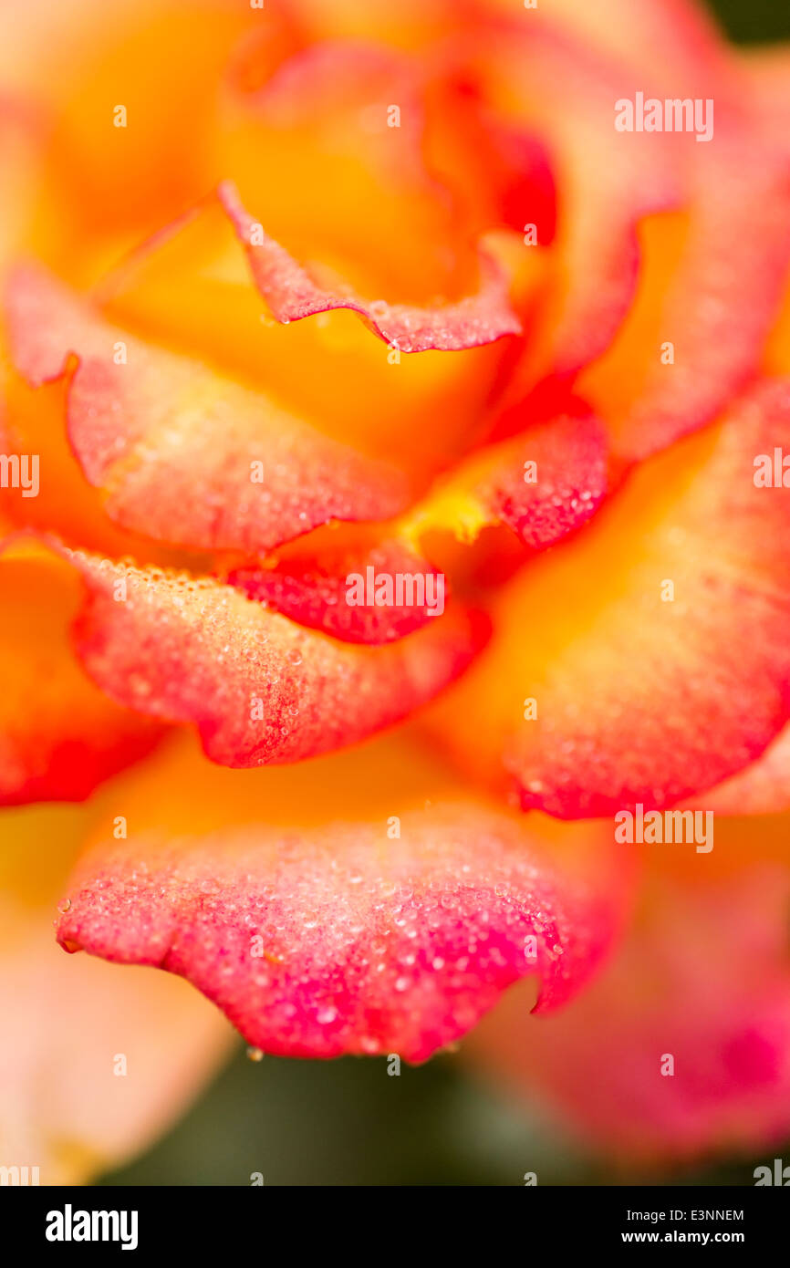 Blooming roses in small rose garden Stock Photo - Alamy