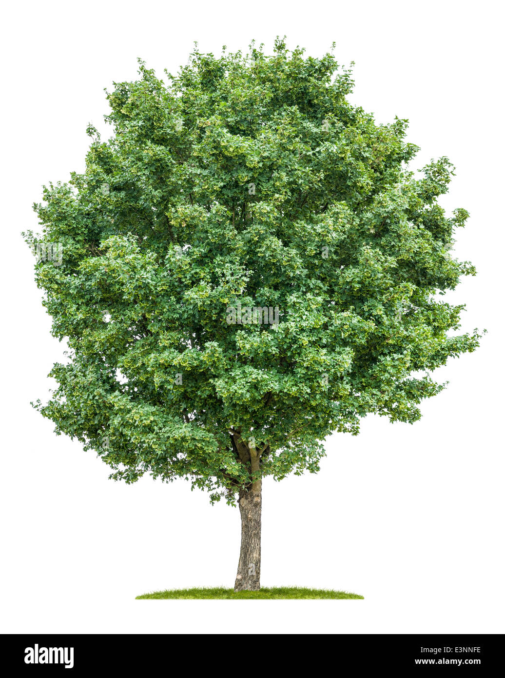 Maple Tree White Background