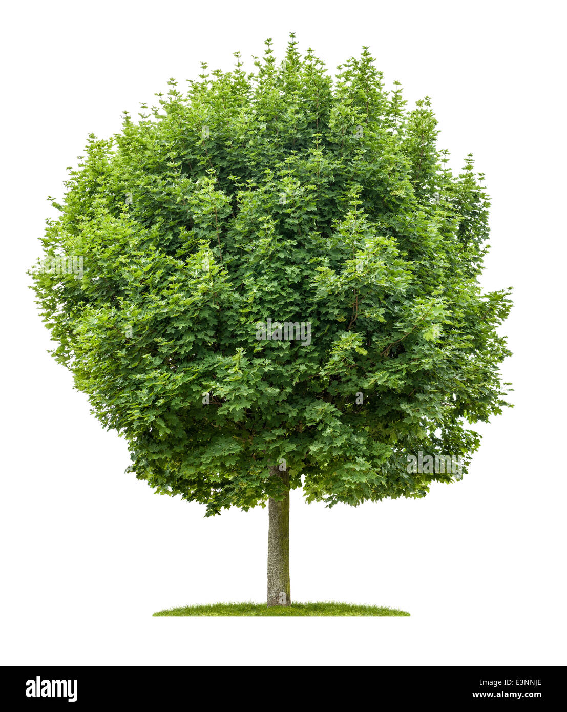 isolated maple tree on a white background Stock Photo - Alamy