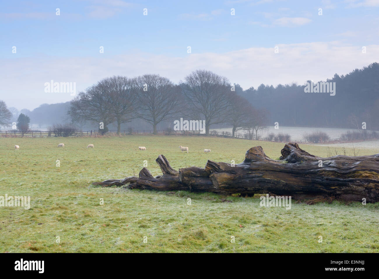 Tree hill sky trunk fence hi-res stock photography and images - Alamy