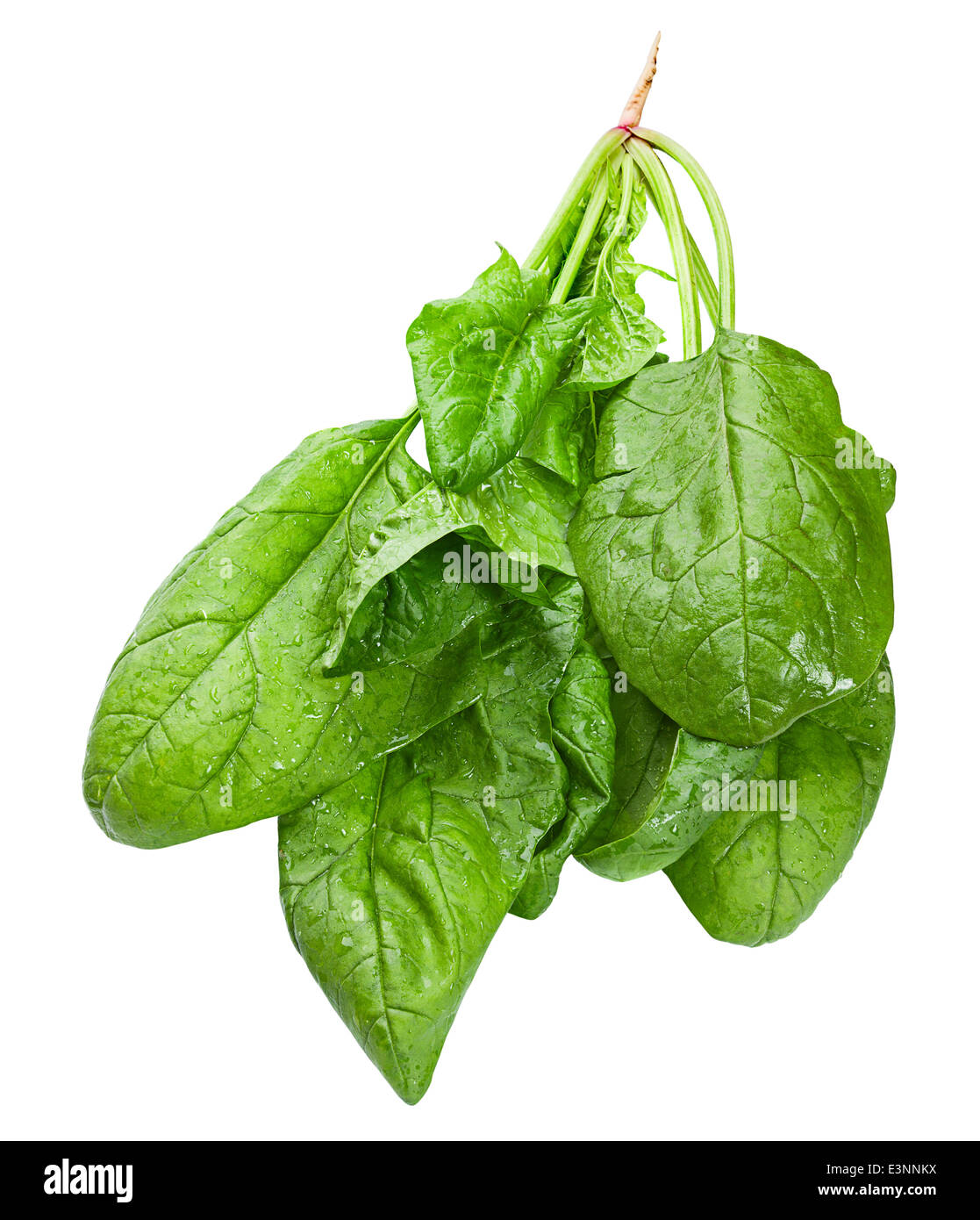 Spinach vegetable closeup isolated on white Stock Photo - Alamy