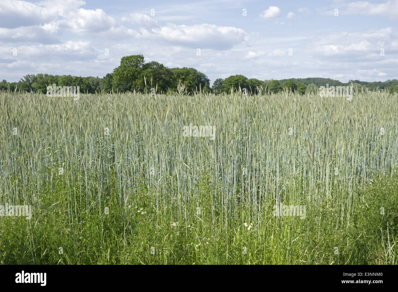 Rye field landscape germany hi-res stock photography and images - Alamy