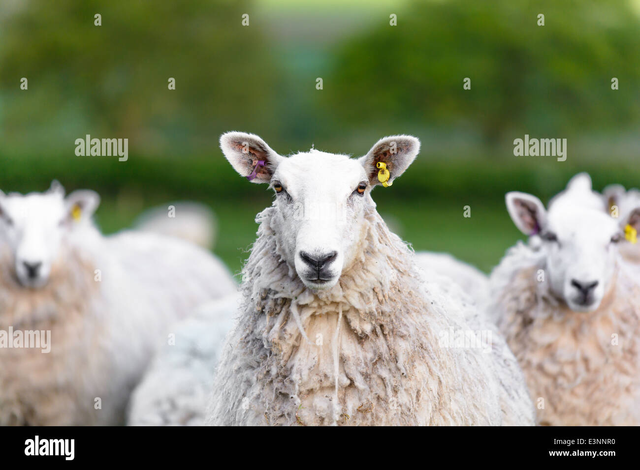 Staring, curious, calm, wooly sheep. Shropshire, England Stock Photo ...