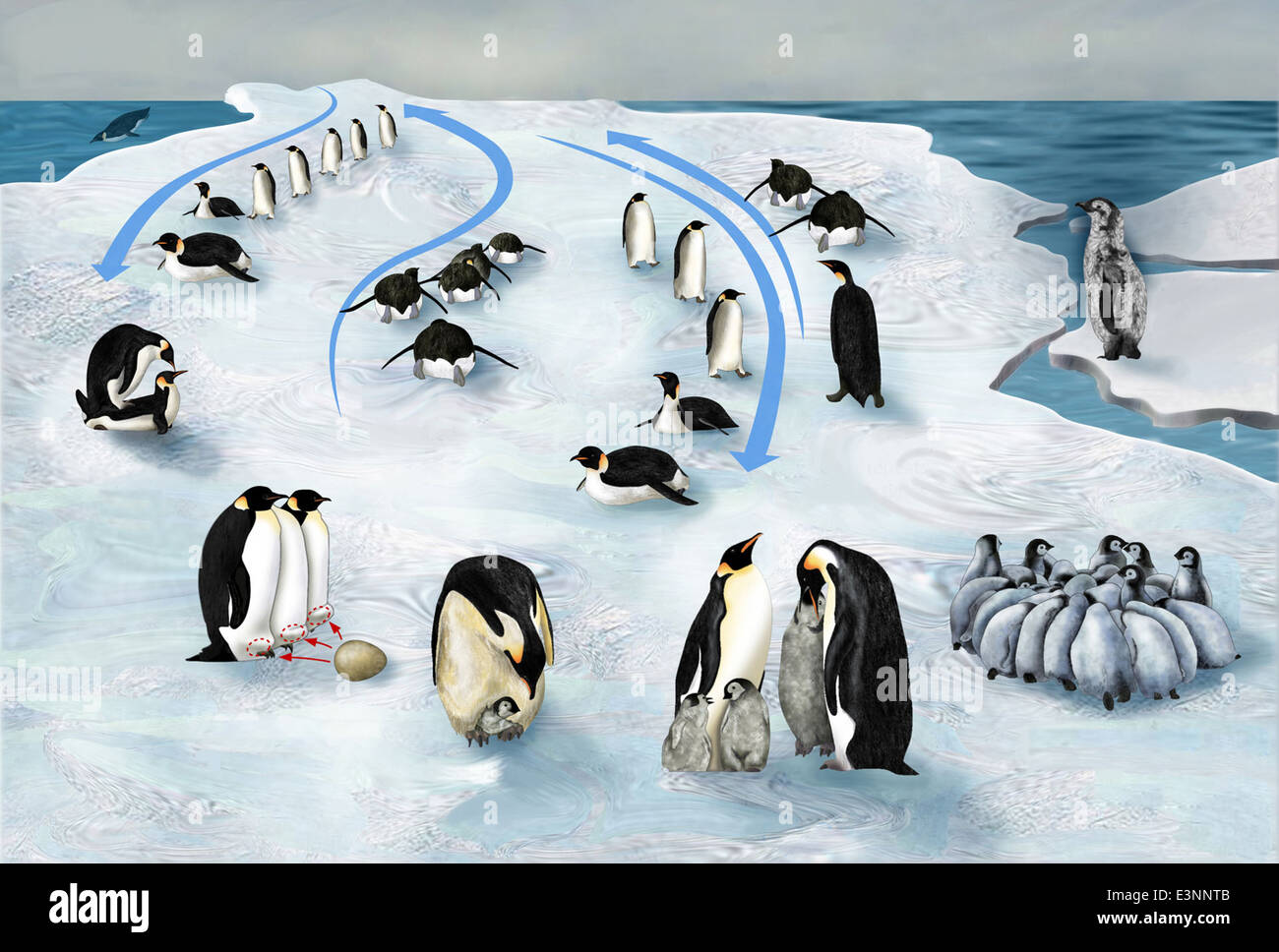 The lifecycle of a penguin involves key stages from egg laying to ...