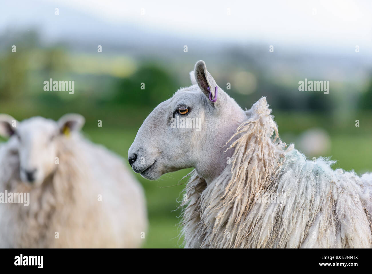 Side profile portrait sheep hi-res stock photography and images - Alamy