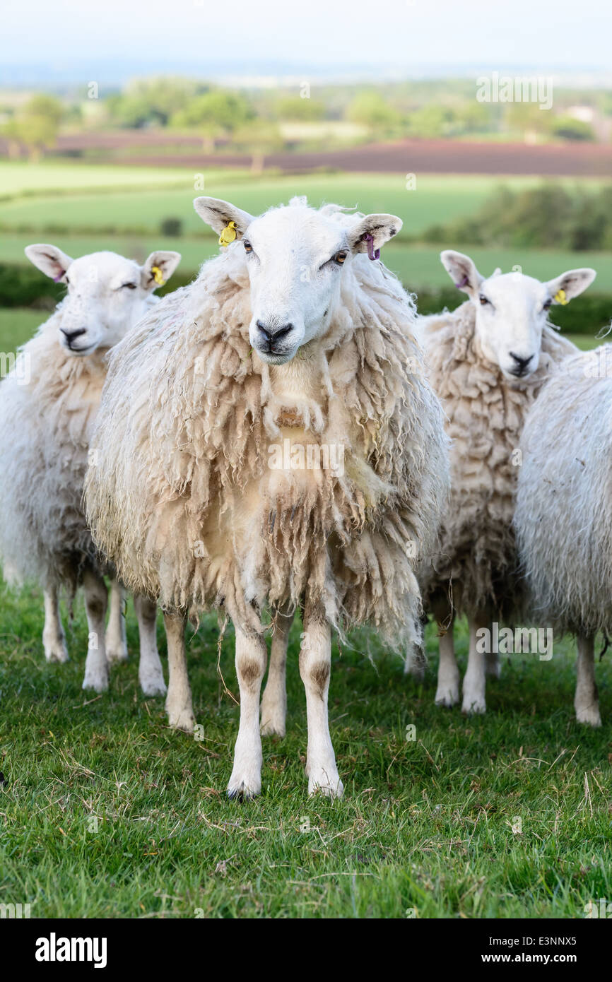 Sheep on field in the background the Shropshire countryside. England ...
