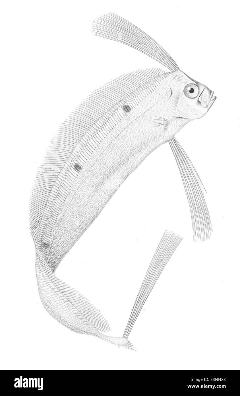 Zucristatus is a genus of extinct prehistoric fish, known from fossil ...