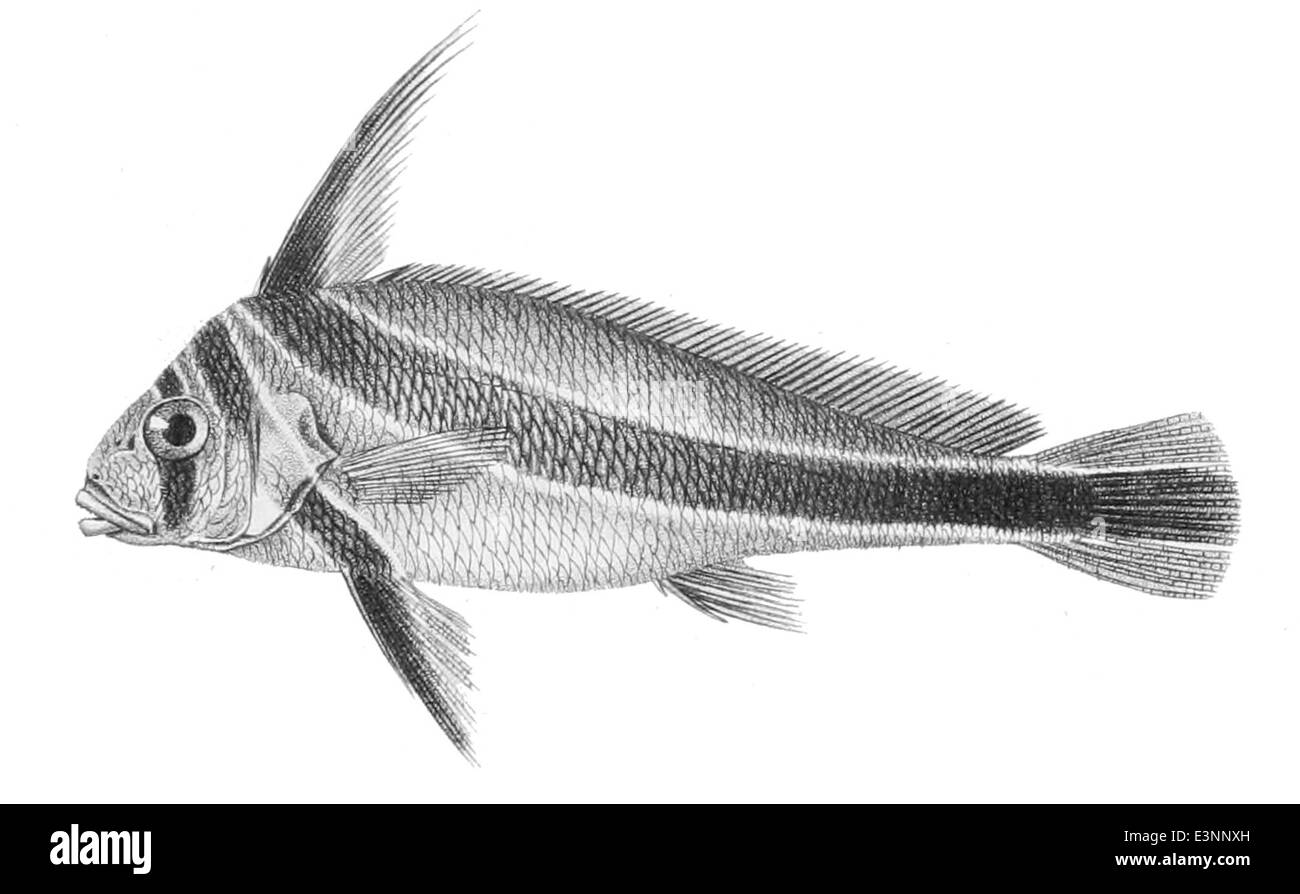 Species of sea catfish in hi-res stock photography and images - Alamy