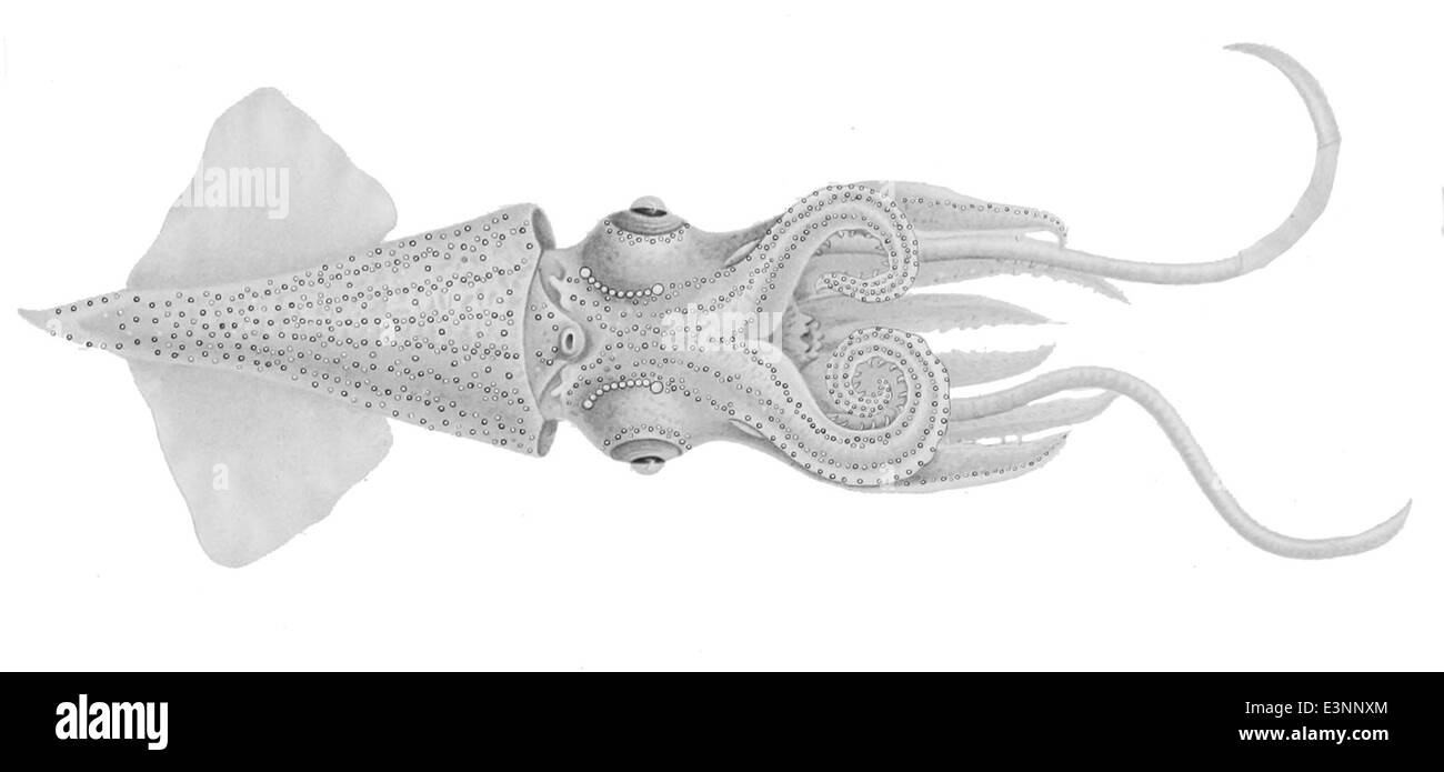 Glass squid underwater Cut Out Stock Images & Pictures - Alamy