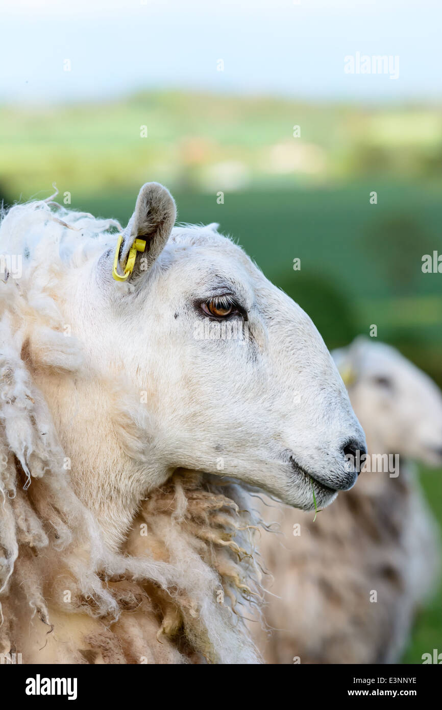 Side profile portrait sheep hi-res stock photography and images - Alamy