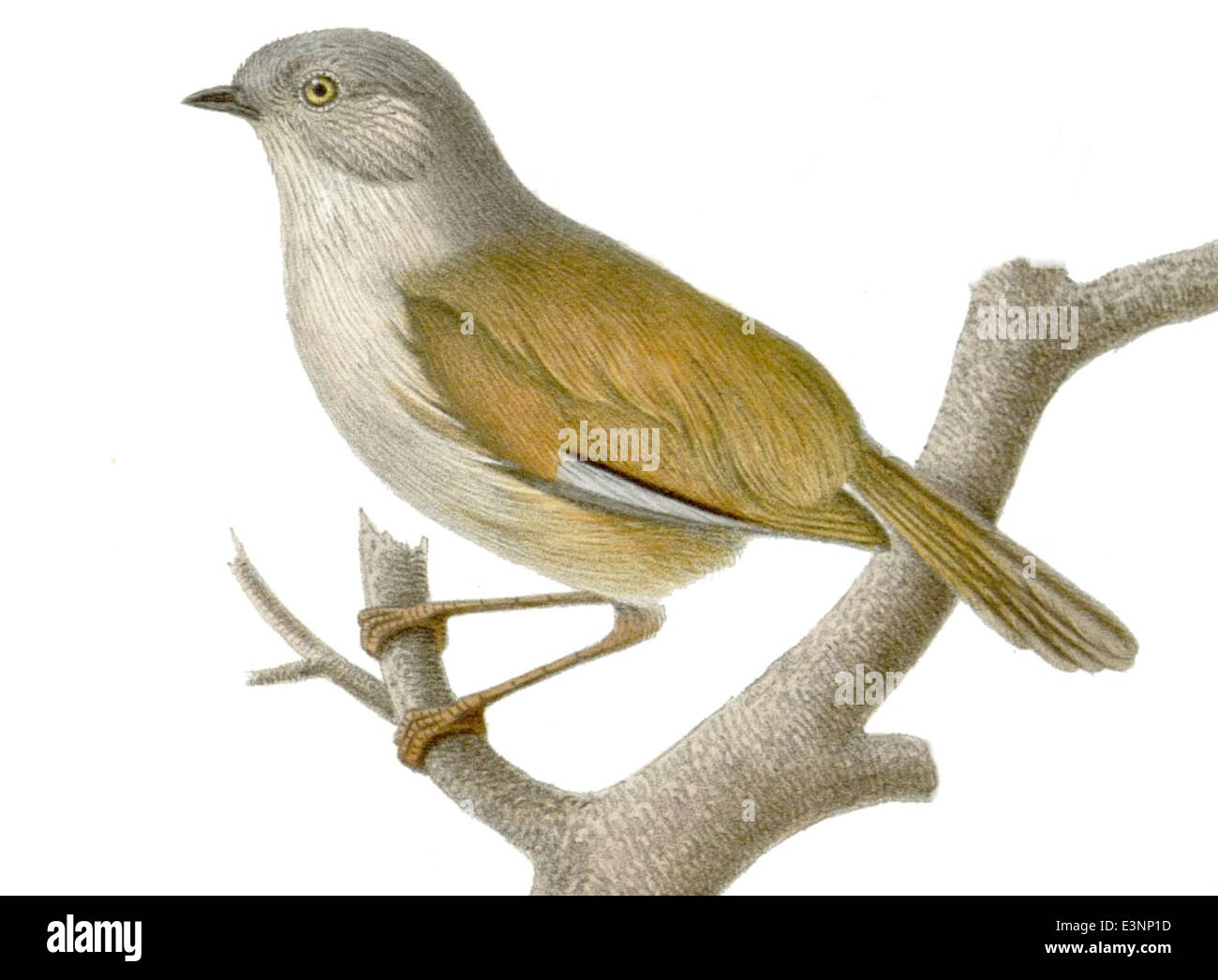 Alcippe hi-res stock photography and images - Alamy