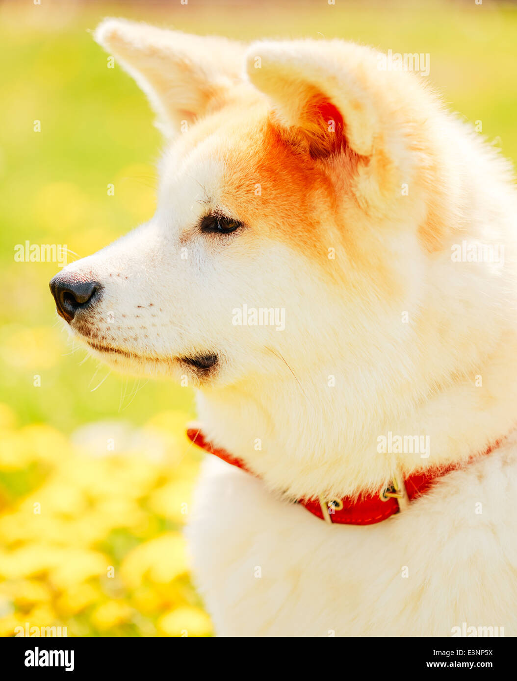 Akita Dog (Akita Inu, Japanese Akita) Puppy Sitting In Green Grass ...