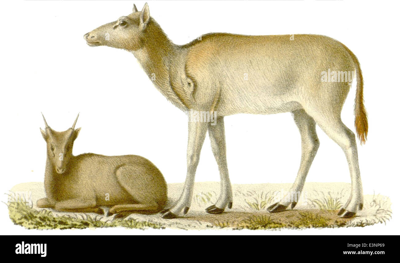 Species elaphurus hi-res stock photography and images - Alamy