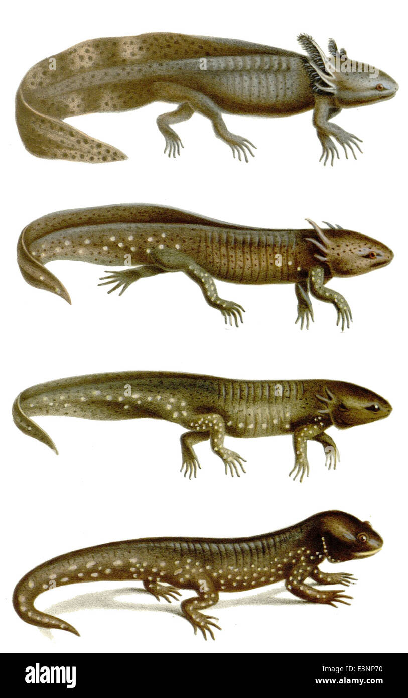 Species of aquatic salamander native hi-res stock photography and ...