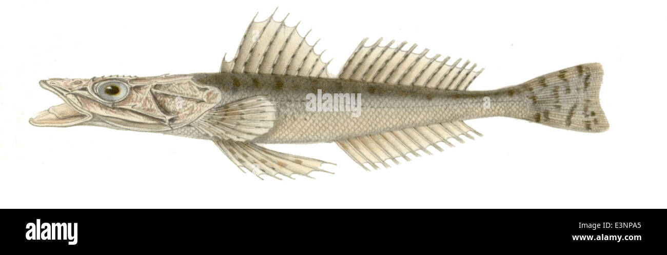 Mudskipper or amphibious fish hi-res stock photography and images - Alamy