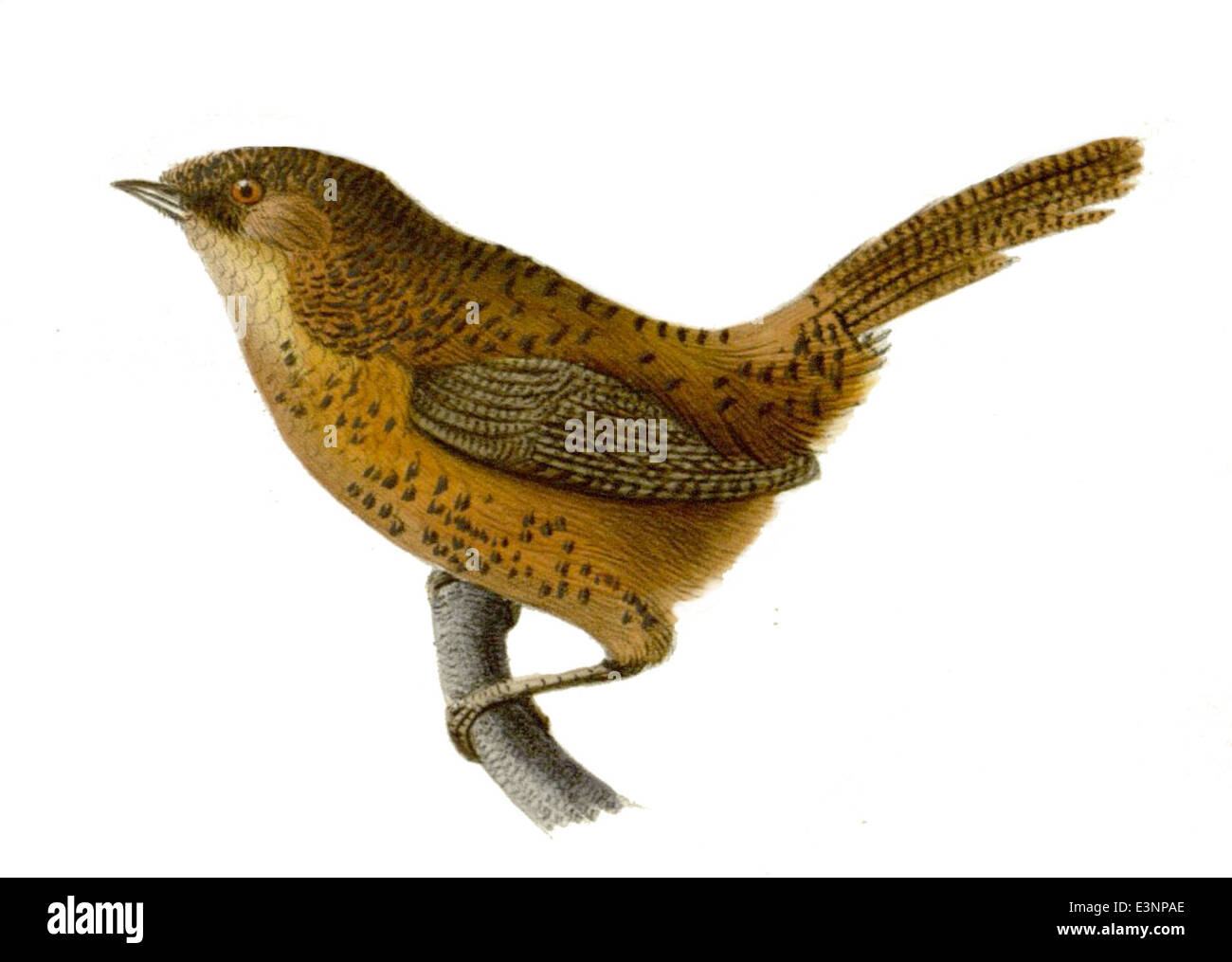 Pnoepyga is a genus of small passerine birds native to the highlands of ...