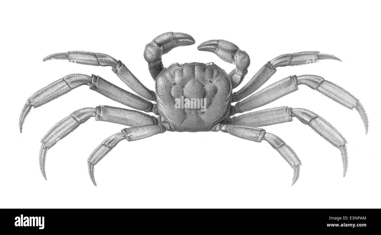 Longipes hi-res stock photography and images - Alamy