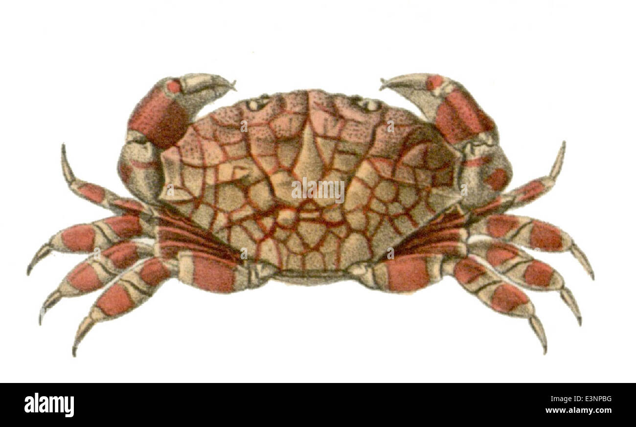 Pulchellus hi-res stock photography and images - Alamy