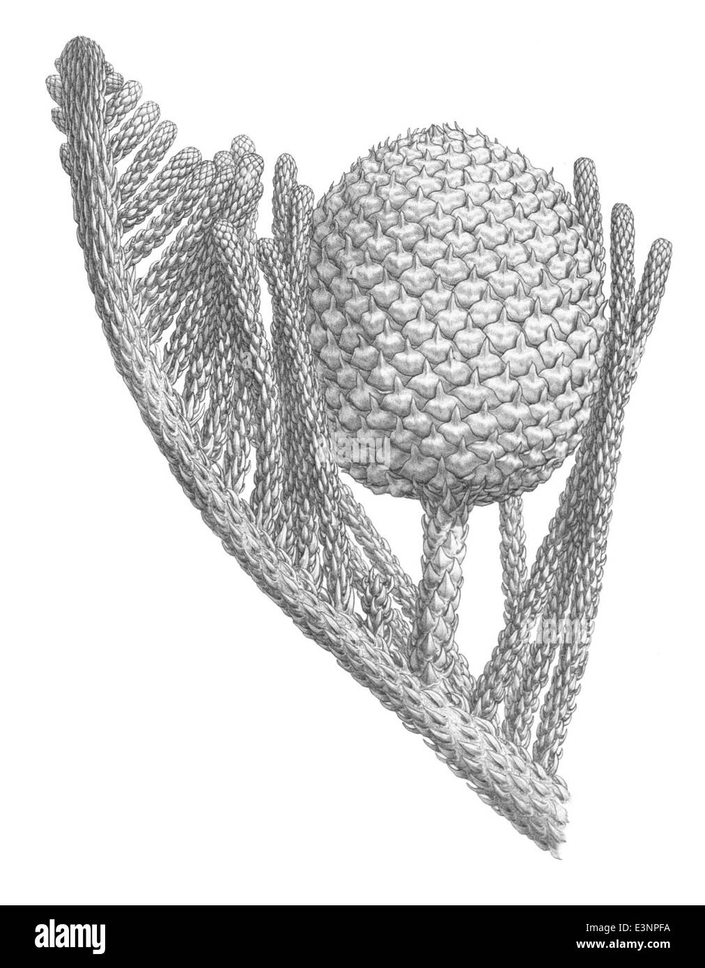 Distribution tree species in Black and White Stock Photos & Images - Alamy