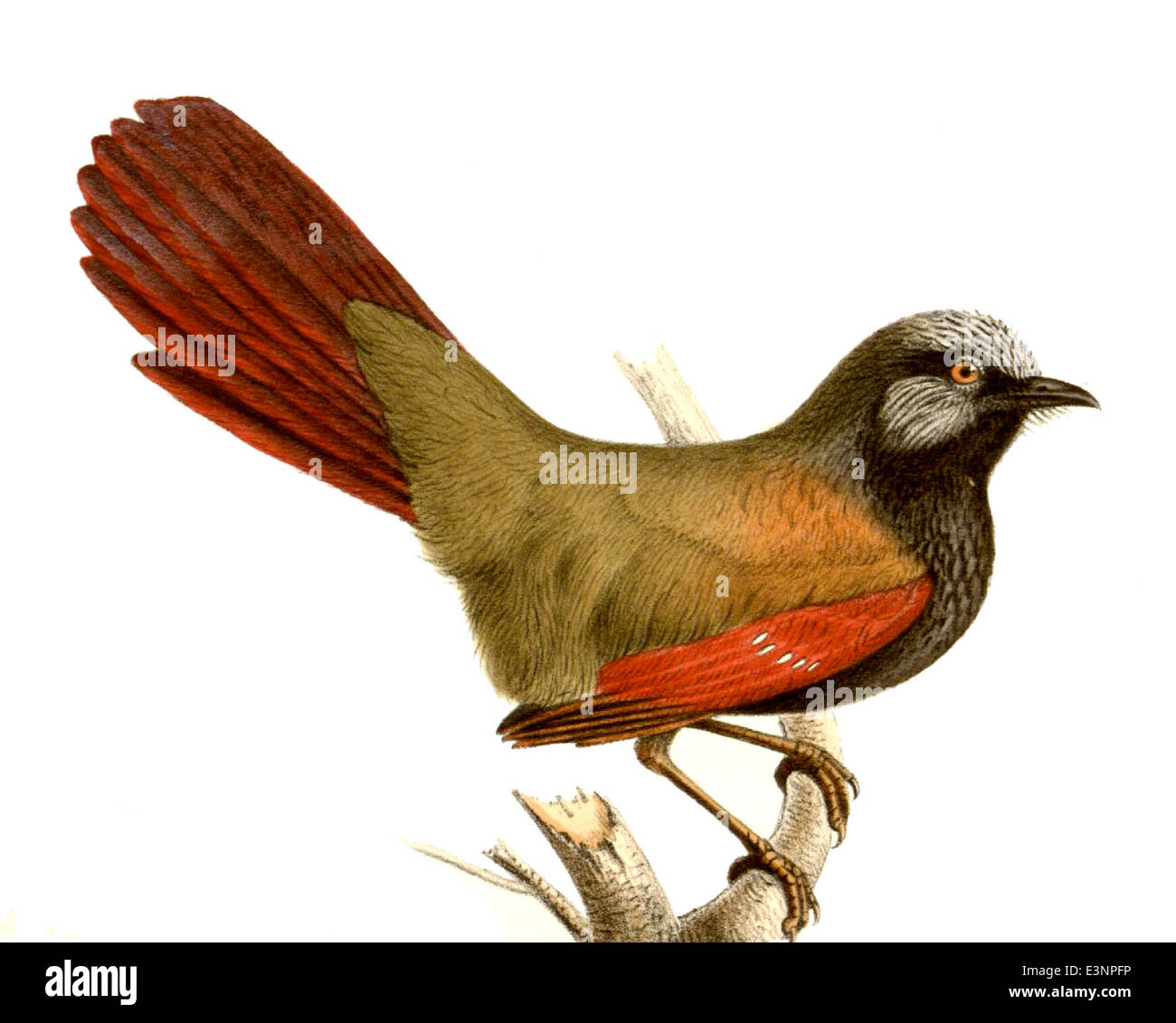 Garrulax formosus hi-res stock photography and images - Alamy