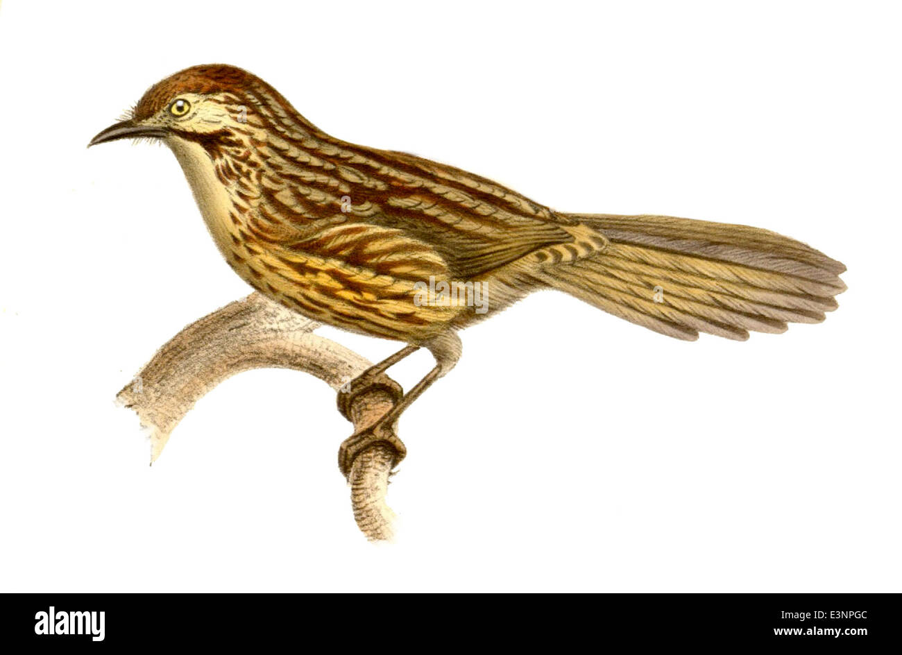 Lanceolatus hi-res stock photography and images - Alamy