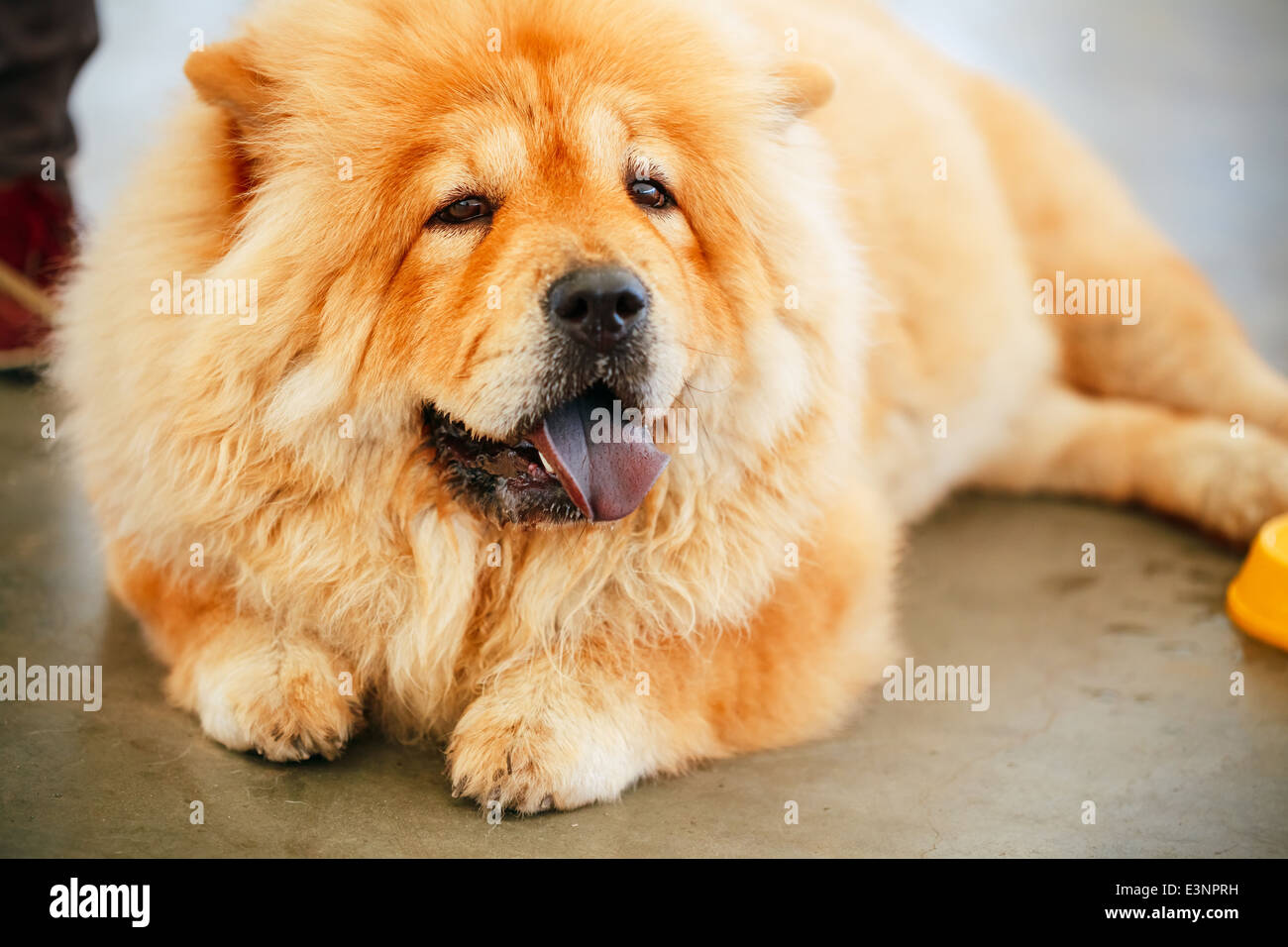 Red Chines chow chow dog close up portrait Stock Photo - Alamy